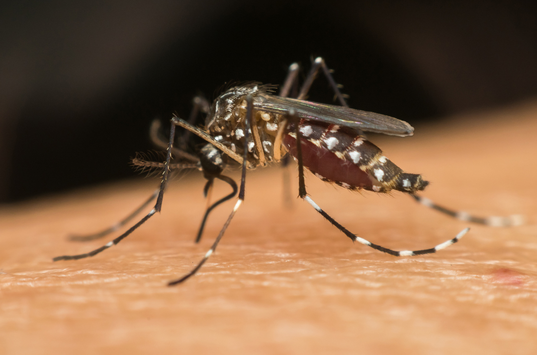 The Anatomy of the Dengue Mosquito: How Understanding It Helps in the ...